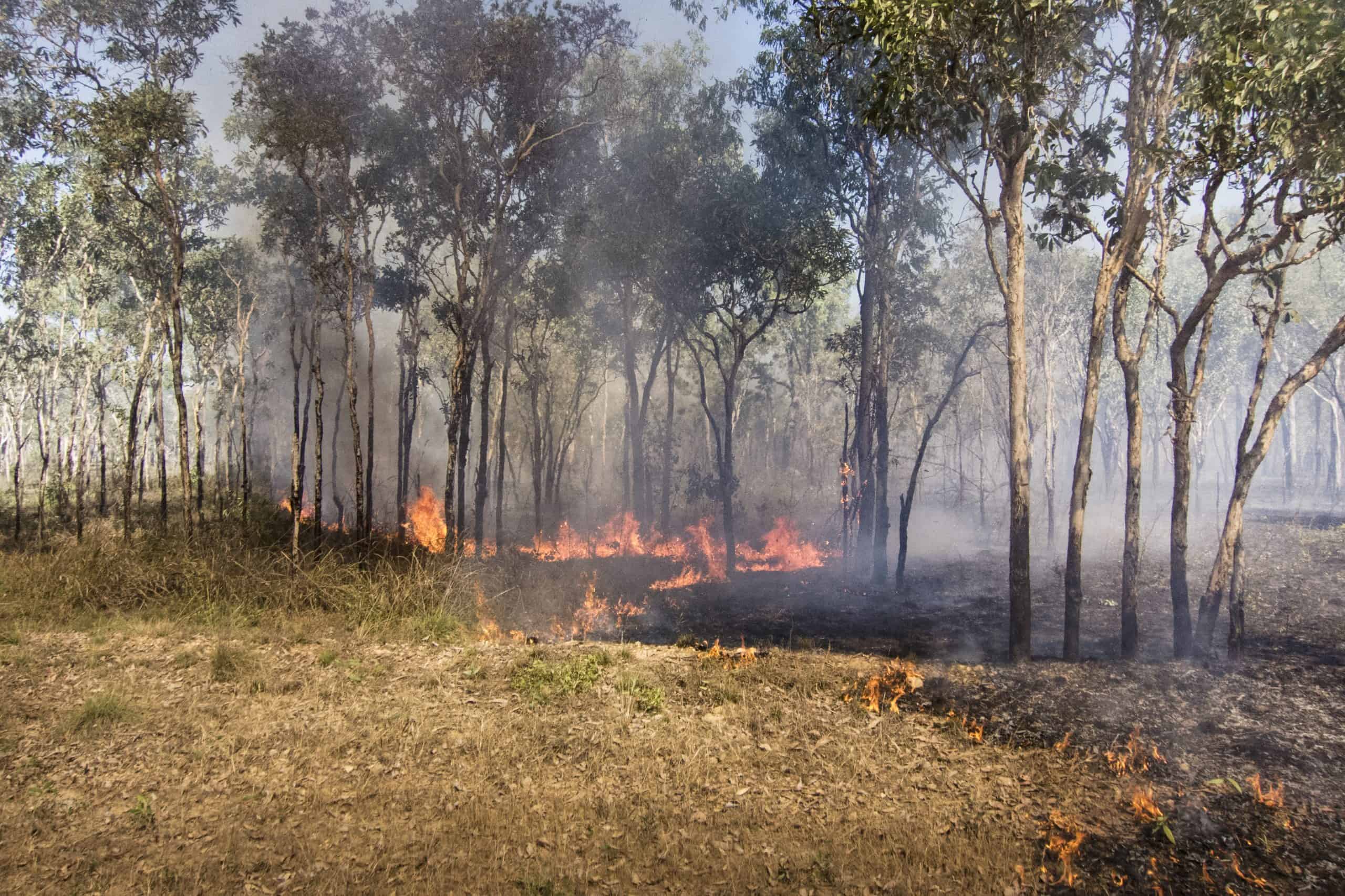 Aboriginal fire management | Introduction to seniors - Odyssey Traveller